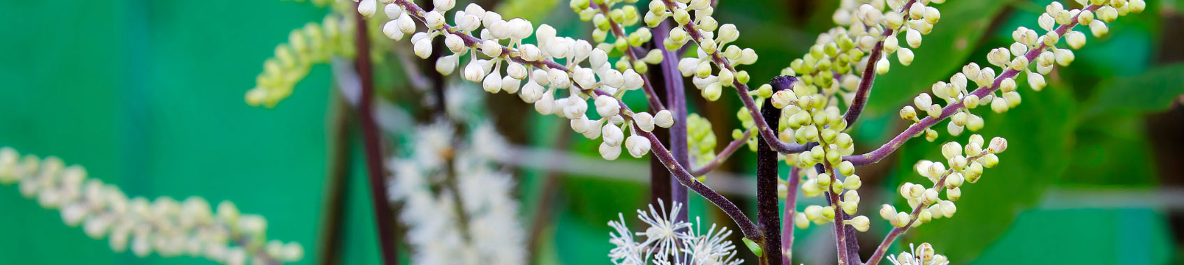 How Long Does It Take for Black Cohosh to Work?